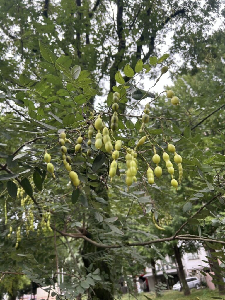 さいたま市（浦和）の公園 3選 - 日本の植物